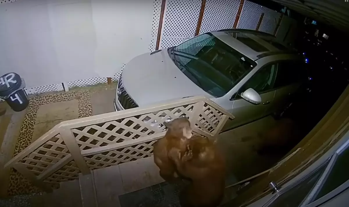 Bär ass richteg op der Porch vun engem aneren sengem Haus geschloen: Video