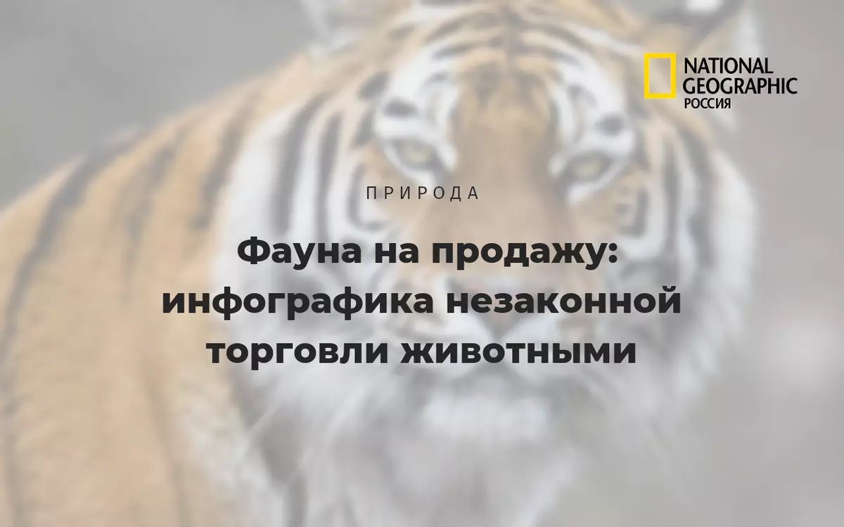 Фауна за продажба: Инфографија на нелегална трговија со животни