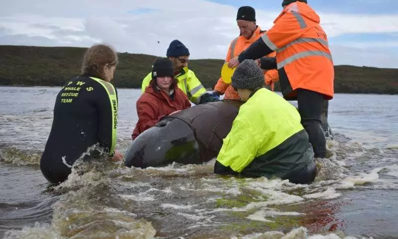 In Tasmanië, gegradueer hulle uit die redding van-slyp groeiende dolfyne