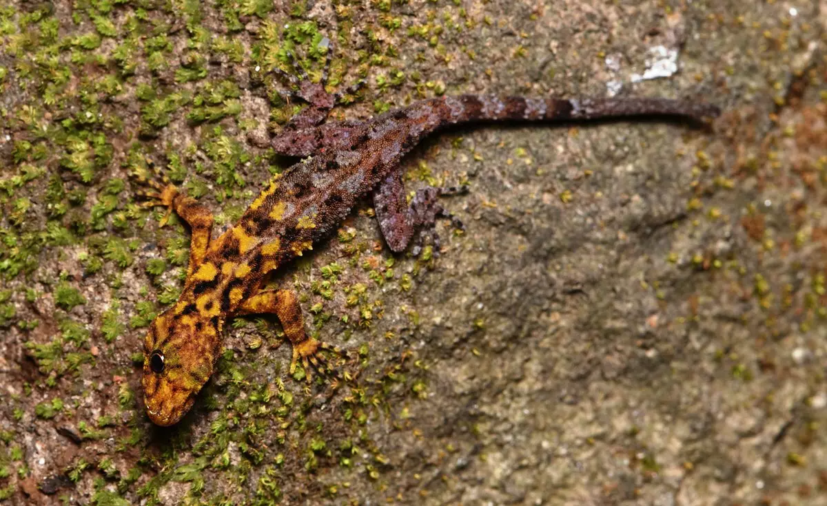 Katika Thailand, kupatikana "Sungura ya Lunar"