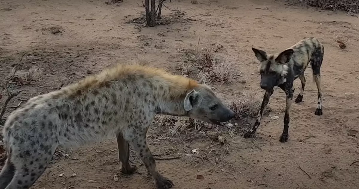 Paura, amore e odio nella savana: video