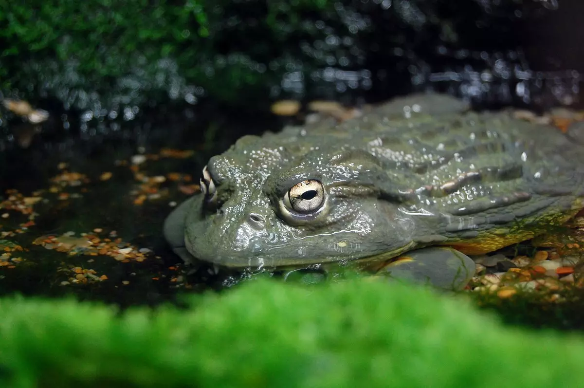 Katak yang membangun sarang: video