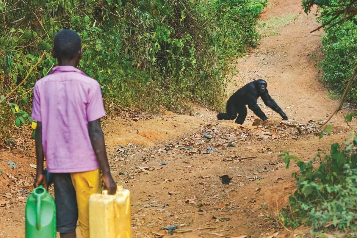 Vita vya Primates: Killer Chimpanzee dhidi ya wakulima.