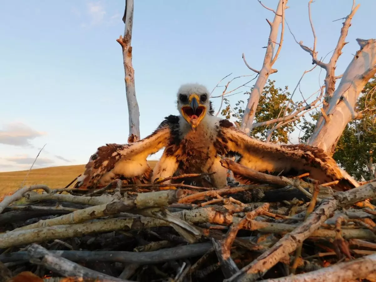 Húsfesting ûnderbrocht yn Pernavi: Balobans en Steppe Orsels bouden nests