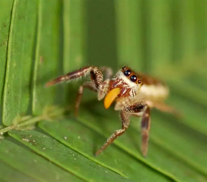 Kipling Biniir: Spider nga adunay mga gusto sa pagkaon sa atypical