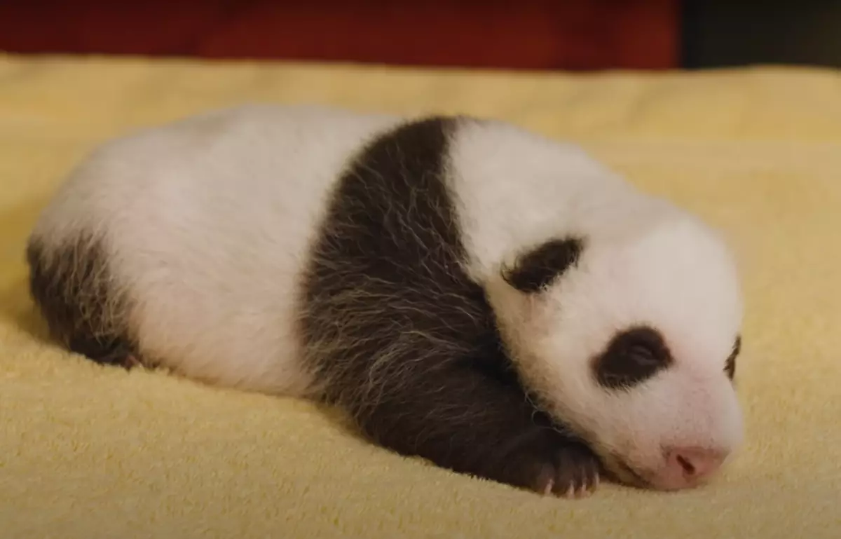 久的幼熊熊貓出生於美國動物園：觸摸視頻