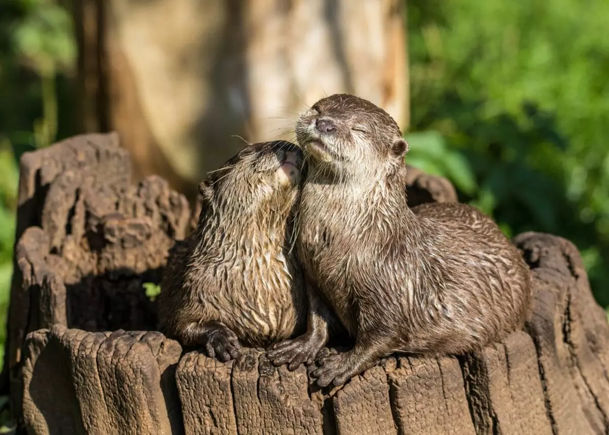 Otter našel svou lásku na datování