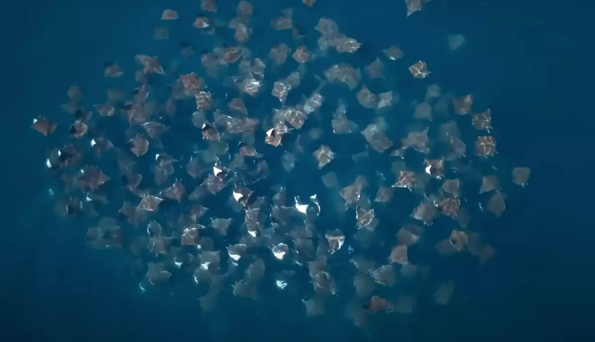 Como os patins diabos caçam: vídeo de espiões marinhos