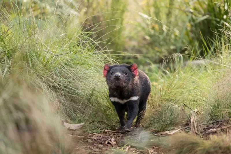 Devils returned: rare endemics released on Australian mainland