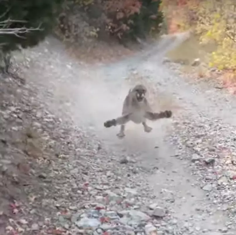 Raiva da estrada: velocidade Puma está viajando para um homem por alguns minutos