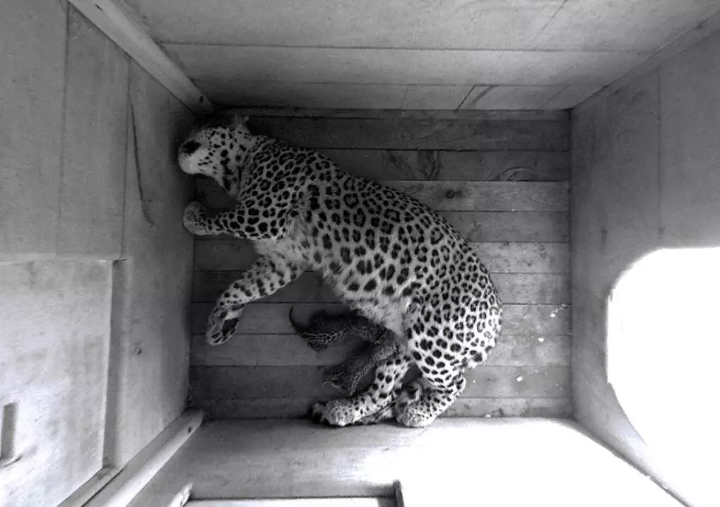 Dalawang kuting ay ipinanganak sa Leopard Recovery Center.