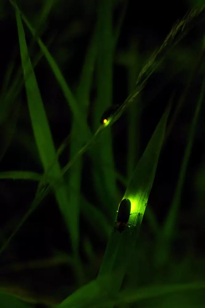 Comment les combats parviennent-ils à synchroniser leur scintillement?