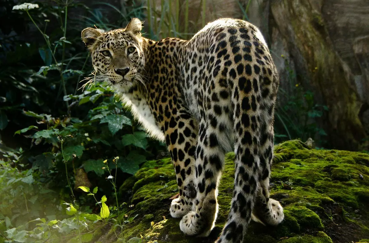 Leopard emitido no Cáucaso domina no bordo montañoso