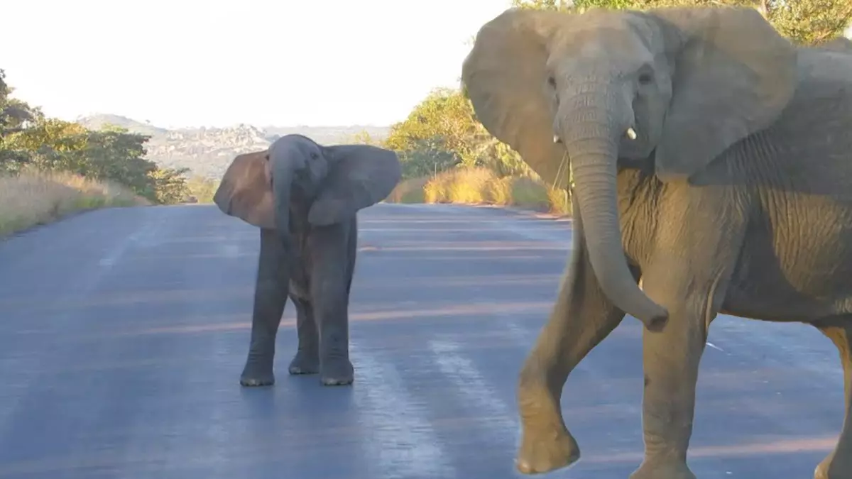 Maman calme l'éléphant-sur-le-dessus de la route: vidéo