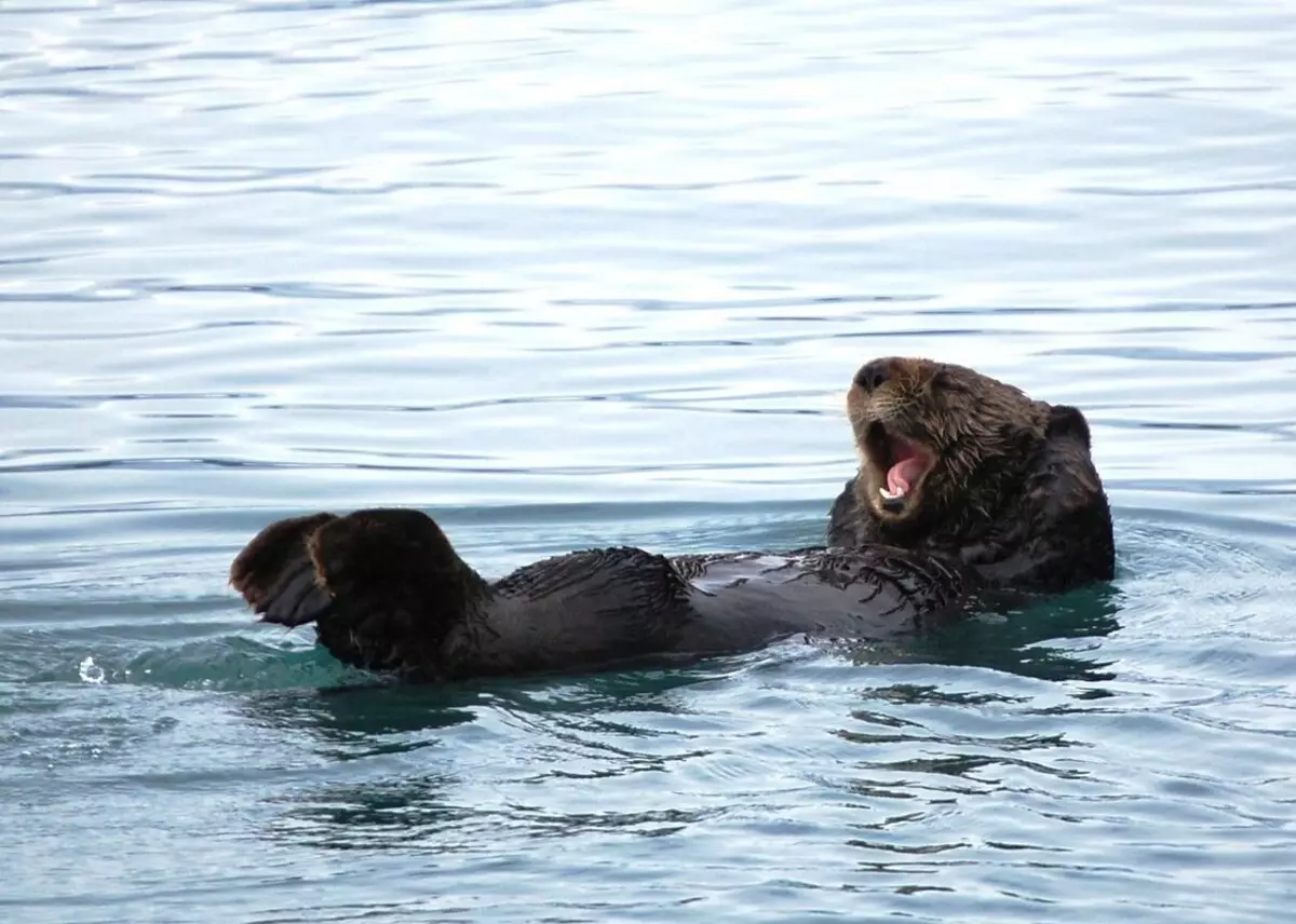 WWF njaluk Kementerian Lingkungan kanggo nglindhungi mamalia laut