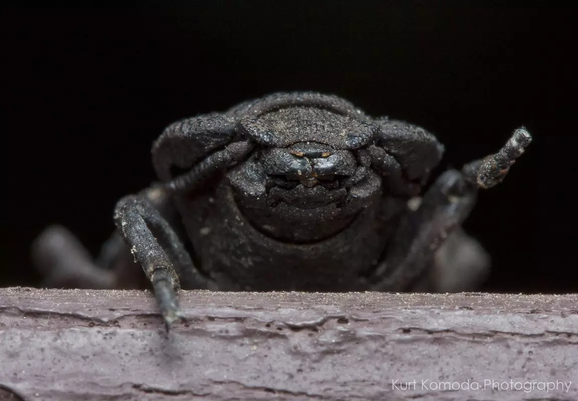 Sýna leyndarmálið um Super-Duty Shel of Devilish Beetle-Armor