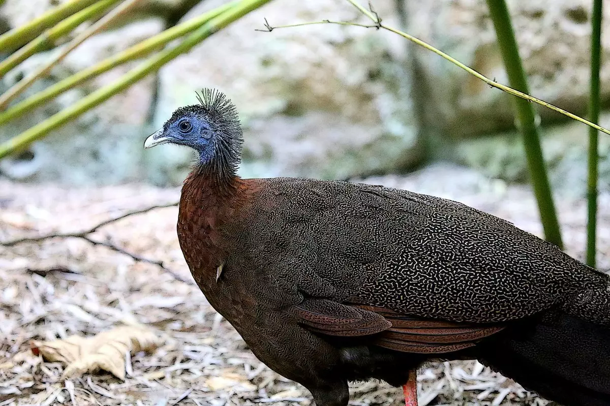 Feathers Poly-Eyed: ໃນສວນສັດ Moscow, ລູກໄກ່ຂອງ Pheasan Argus ໄດ້ປະກົດຕົວ