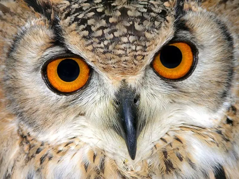 D'Geheimnis vun der Nuecht Visioun vun Owls kënnen an engem speziellen Typ vun der DNA an hirer Netzhaut sinn