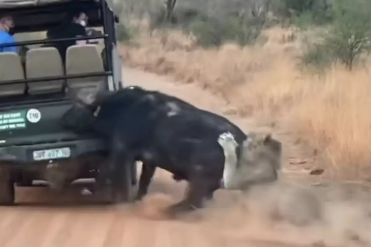 Buffalo crashed uz auto, bēg no Ļvova: video