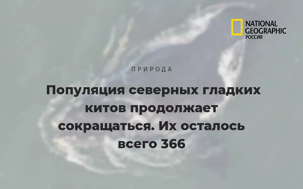 Популяція північних гладких китів продовжує скорочуватися. Їх залишилося всього 366