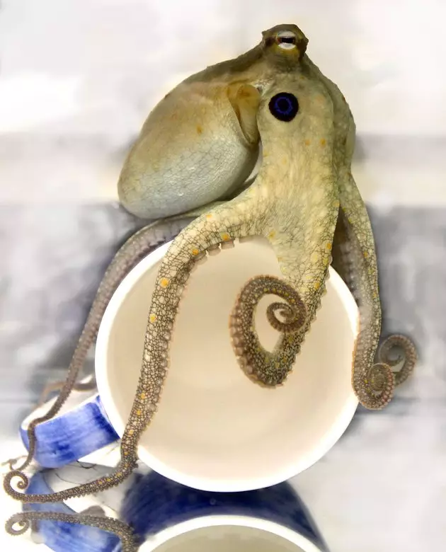 Octopus