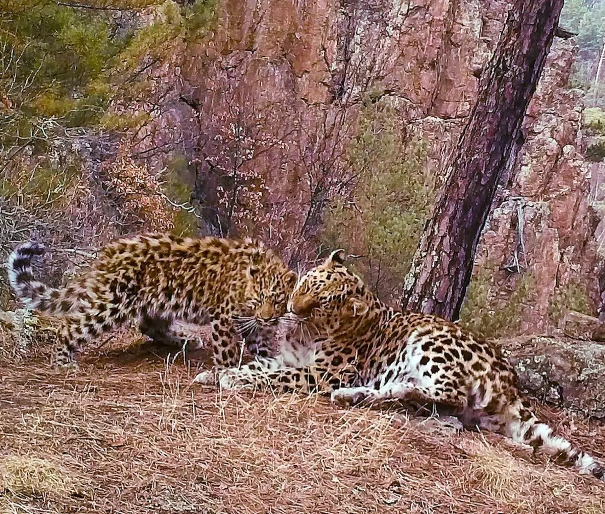 Družinski objemi. Video posnetek zaslona. Land Leopard.jpg.