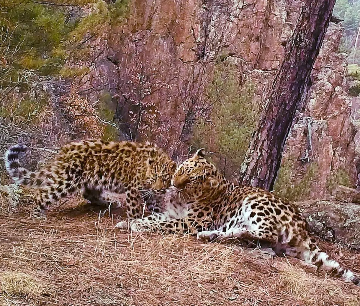 Perekonna kallistused. Video Screenshot. Maa leopard.jpg.