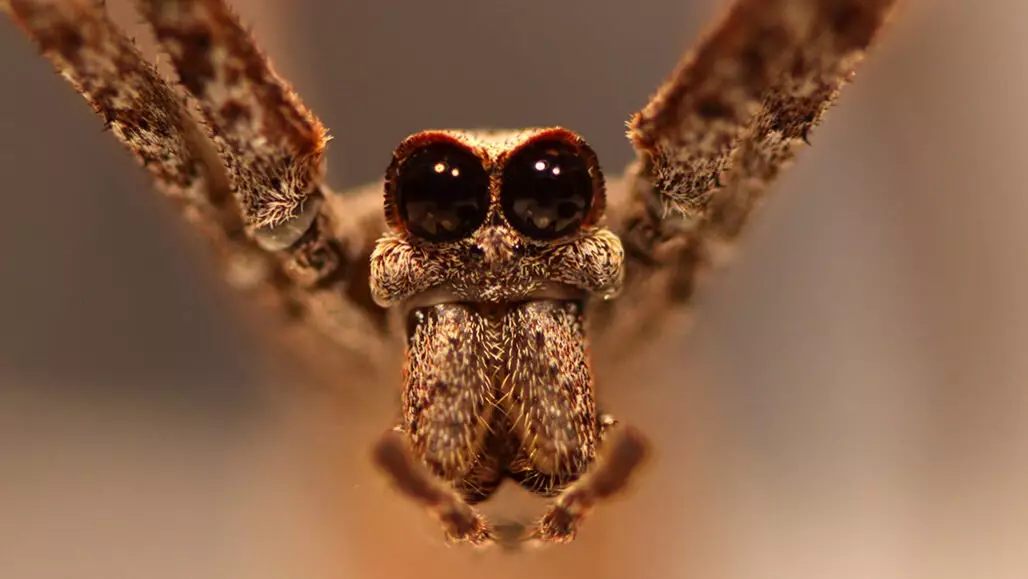 Araneoj - indikas kapti insektojn en la aero. Agale!