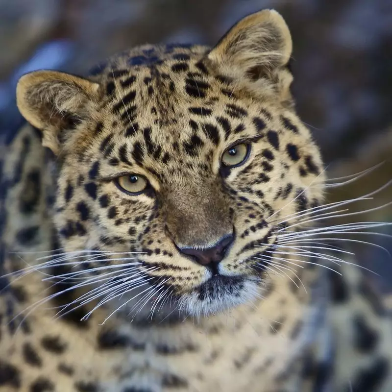 Documentary "Land of Leopard, or Human Phenomenon" Now you can watch online