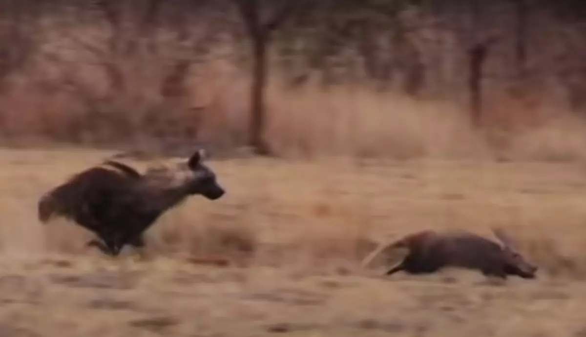 La vernice del TRUB è scappa da Buroy Hyena: raro spettacolo