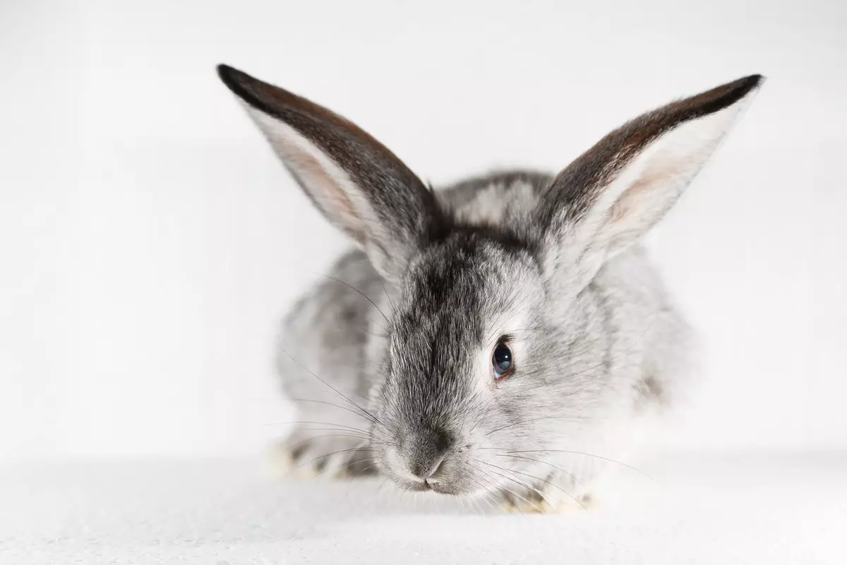 "Zientzia heroi ezezagunak": laborategiko animaliei eskainitako proiektua