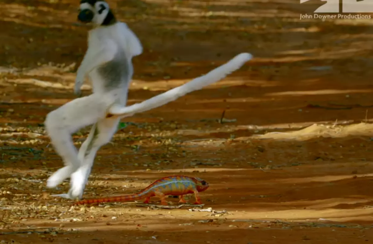 Robot Chameleon ngetutake bebrayan lan mlumpat lemur: Video