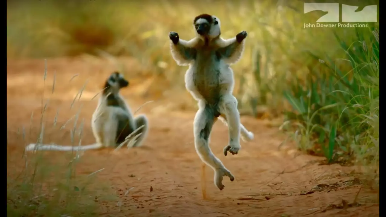 lemurs.jpg.