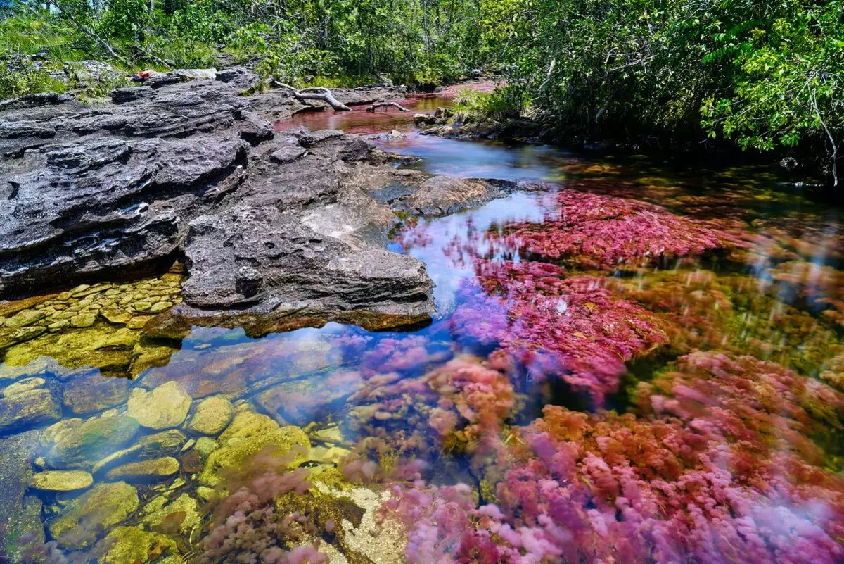 Canyo-Cristales: ສີຟ້າຫ້າສີ