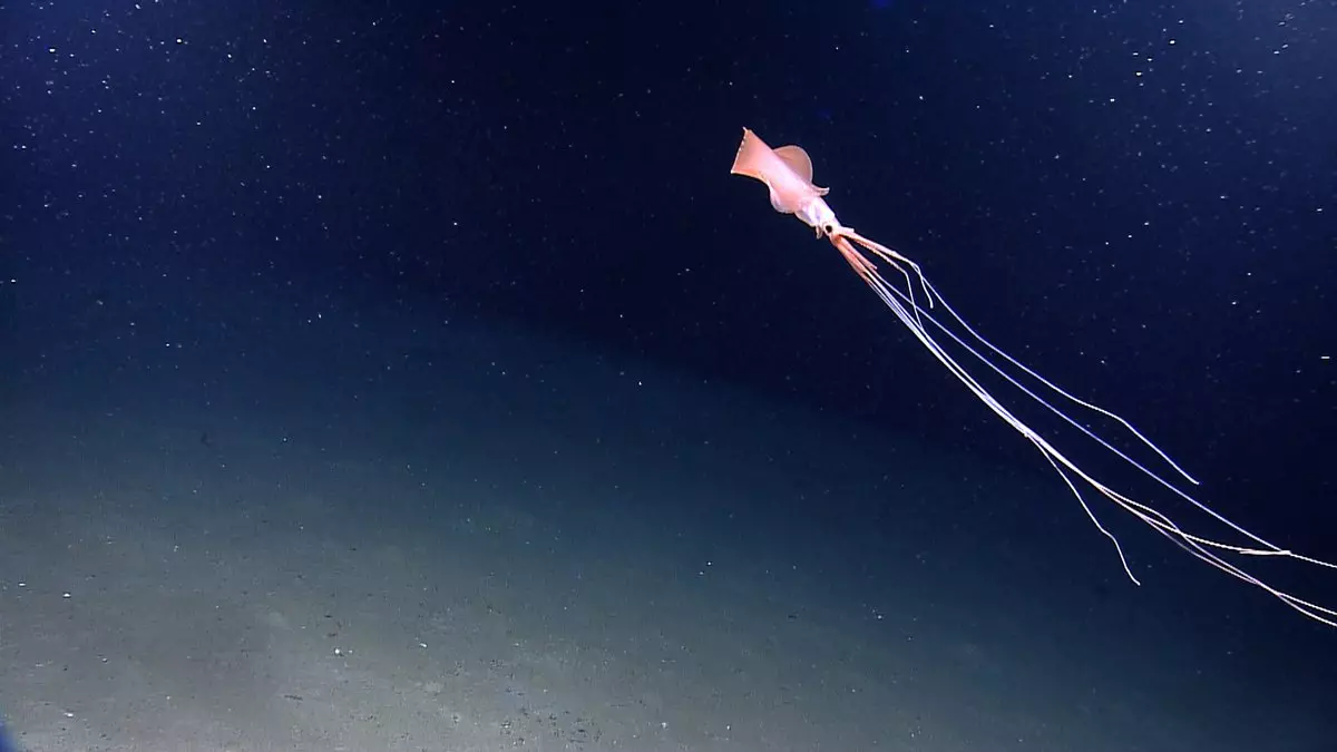 Himmel laang Squid huet op enger grousser Tiefe geläscht: Video