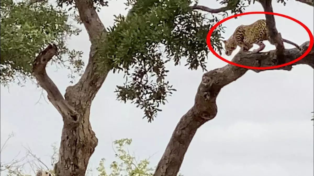 Attacco aereo: cacce leopardo direttamente dai rami degli alberi