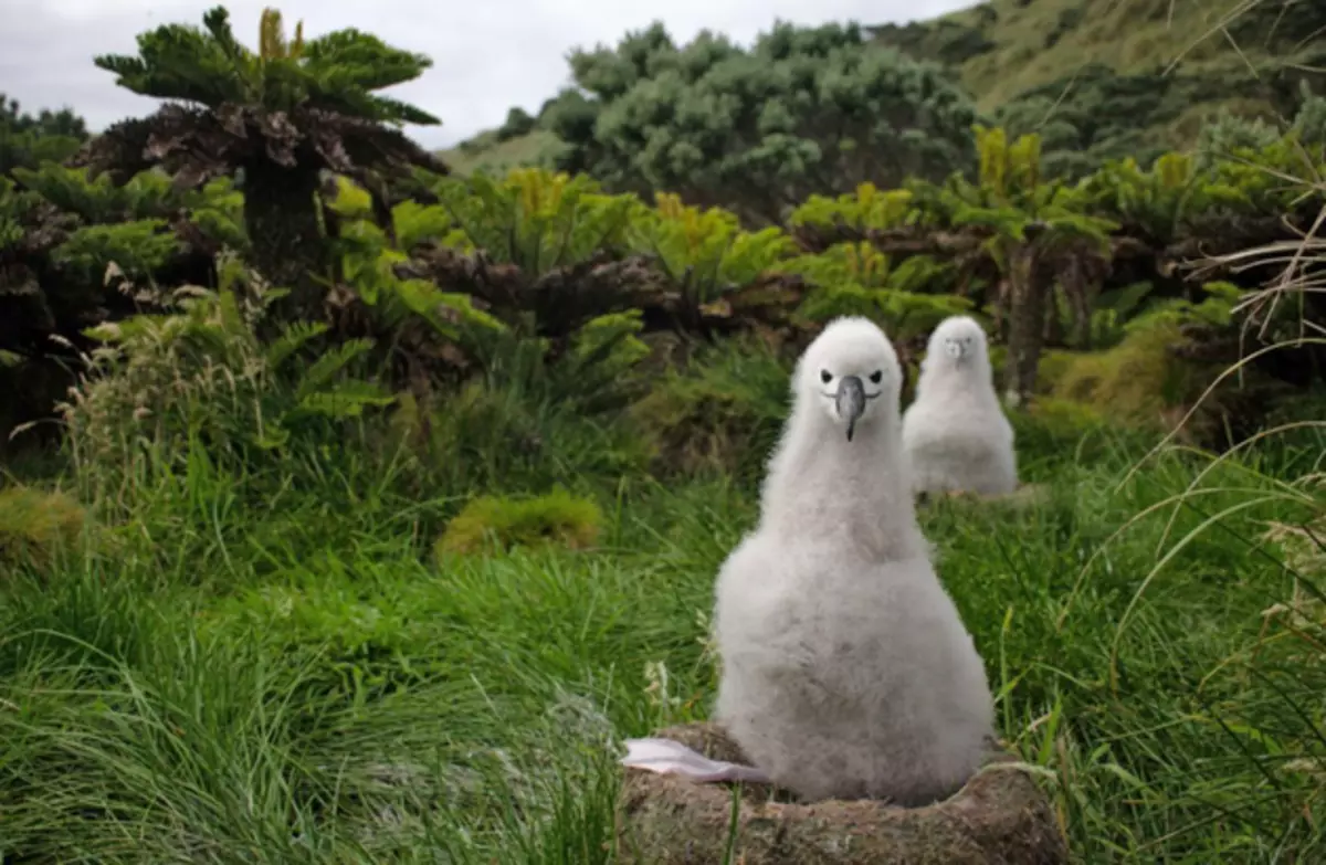 Albatrosese