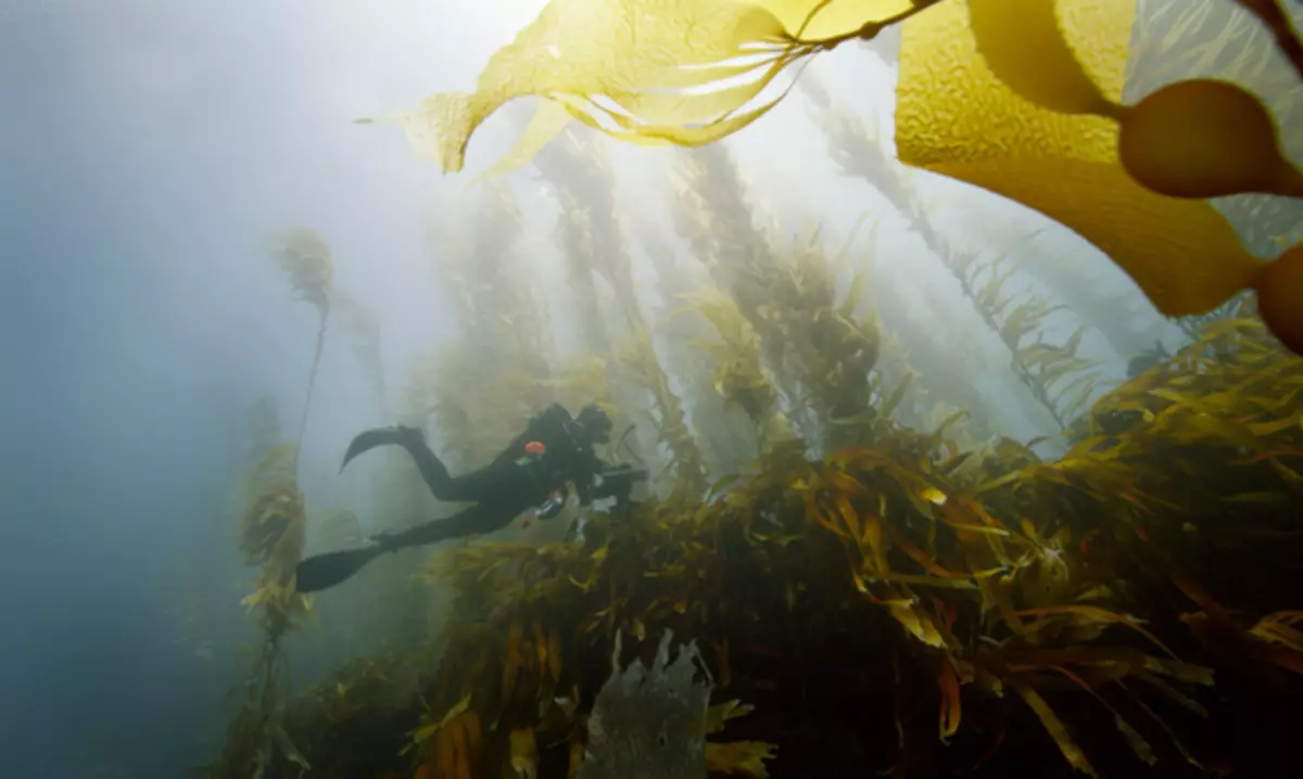 دراسة تحت الماء لأرخبيل تريستان نعم كونيا