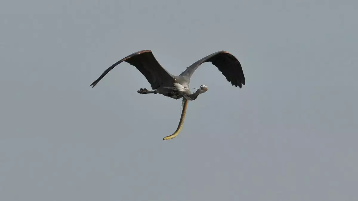 L'acné vivant sort de l'estomac Flying Heron: une photo incroyable