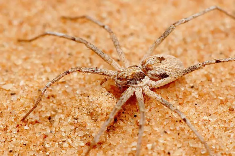 Pauci koji vežu žene prije parenja