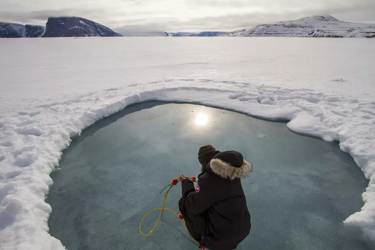Фитопланктон може да цвета под арктичким ледом