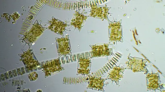 Фимопланктон