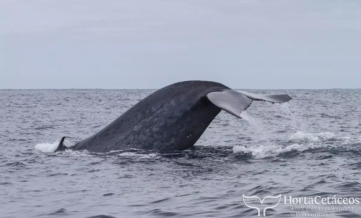 Las ballenas azules regresaron al Atlántico Sur 50 años después de la destrucción de su población.