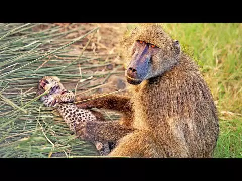 Pavians nyulik Cub Mulopard: Video