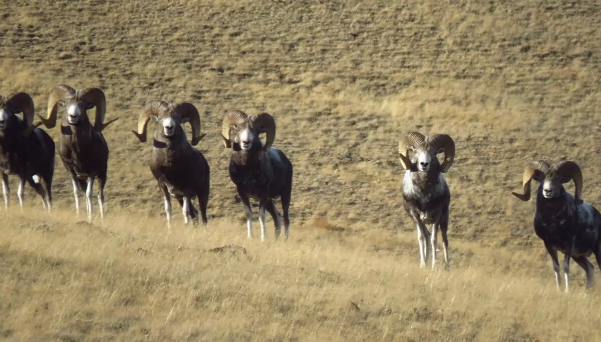 در پارک ملی Saylyugem، تعداد رکوردی از Argali وجود داشت