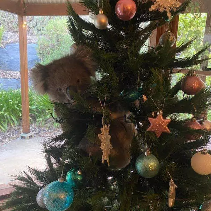 Koala nakahukom sa pag-decorate sa pasko nga kahoy