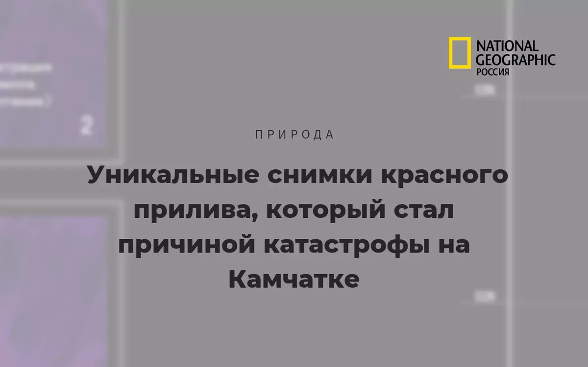 Talagsaon nga mga shot sa usa ka red tide, nga hinungdan sa usa ka katalagman sa Kamchatka