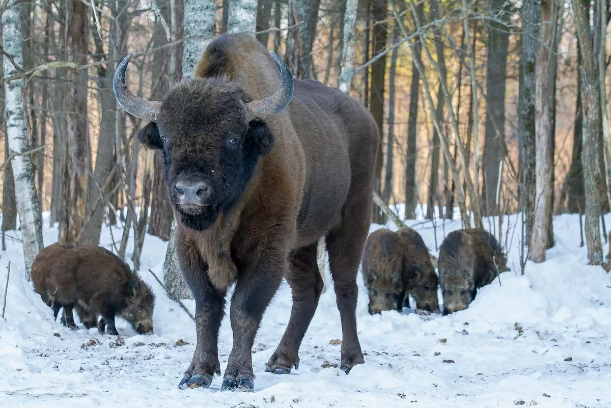 Europese bizons in het eikenbos van Orlovsky Polesia