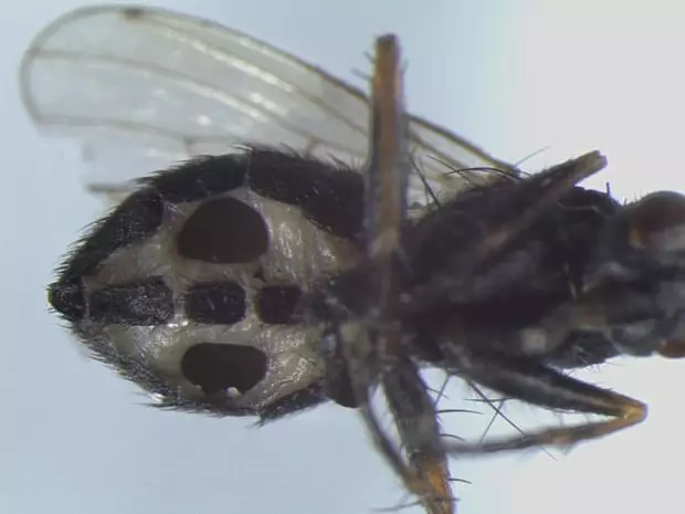 Parasitis svampe vender flyver til zombier og langsomt fortærer deres insider.