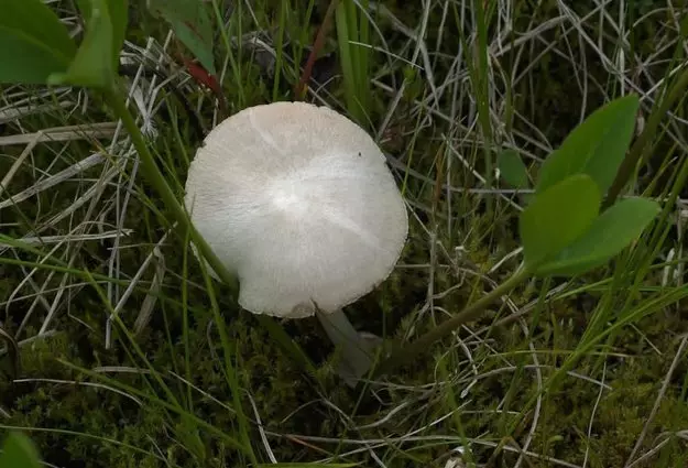 Volvariella Peelosa.